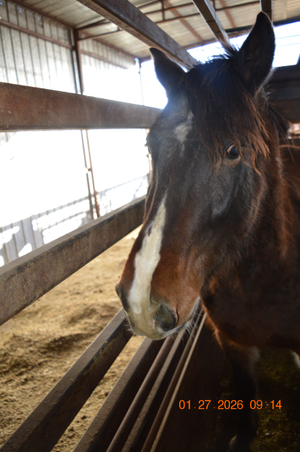 Wild Horse and Burro Online Corral - 4 YEAR OLD BROWN GELDING HORSE (4760)