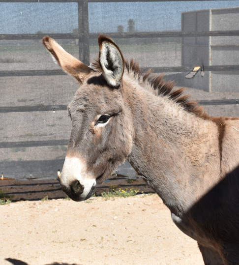 Wild Horse and Burro Online Corral - 9 YEAR OLD GRAY FEMALE BURRO (1904)